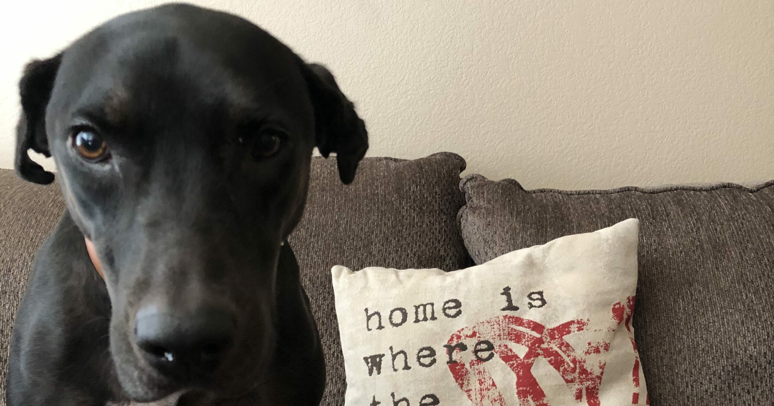 Hailey Garza - All Paws Great & Small Pet Funeral Home & Crematory