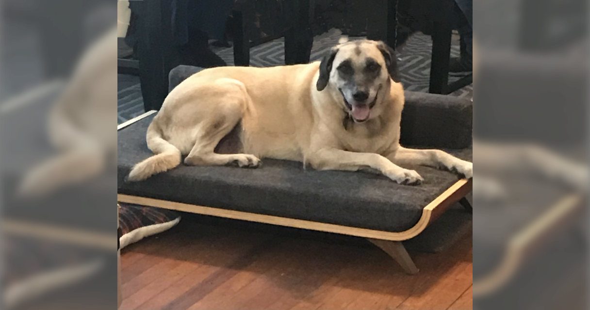 Gus "The Bus" Syms Talamantez - All Paws Great & Small Pet Funeral Home ...