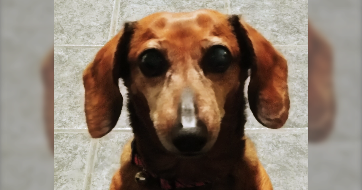 Lucy Munro - All Paws Great & Small Pet Funeral Home & Crematory